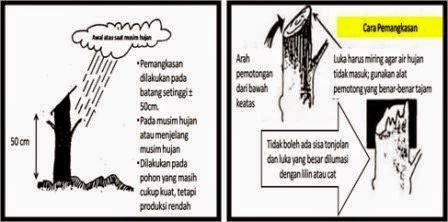 PENINGKATAN PRODUKSI MELALUI PEMANGKASAN DAN PEMBUATAN RORAK - Dinas ...