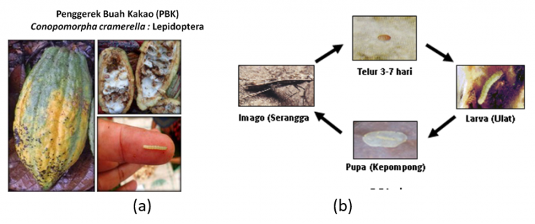 Pemanfaatan Semut Hitam untuk Pengendalian Penggerek Buah (PBK) dan ...