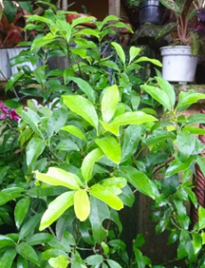 Mengenal Elisitor Biosaka dan Manfaatnya - Dinas Pertanian dan ...