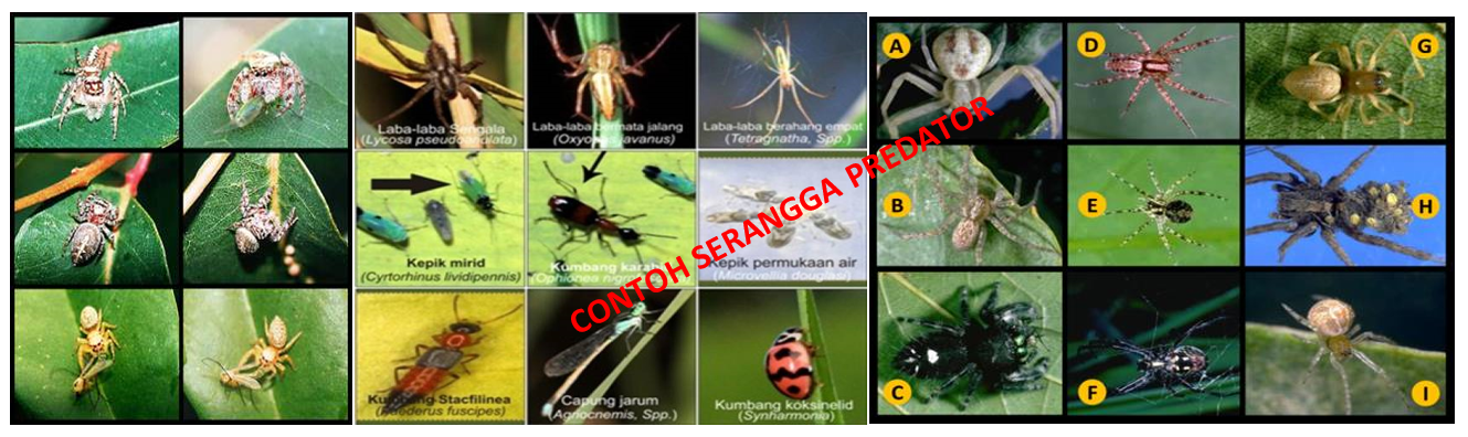 Pengenalan dan Pengendalian Organisme Pengganggu Tumbuhan (OPT) dengan ...