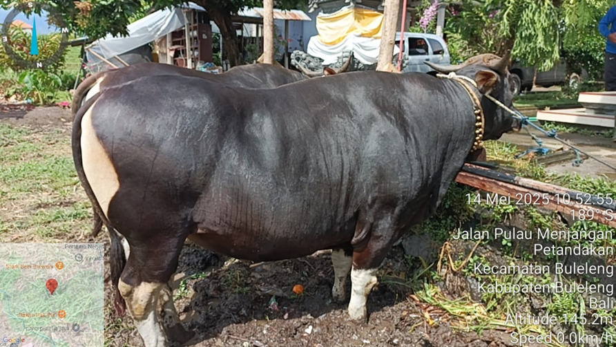 SAPI QURBAN HASIL INSEMINASI BUATAN DI BULELENG TEMBUS BERAT 772 KG ...